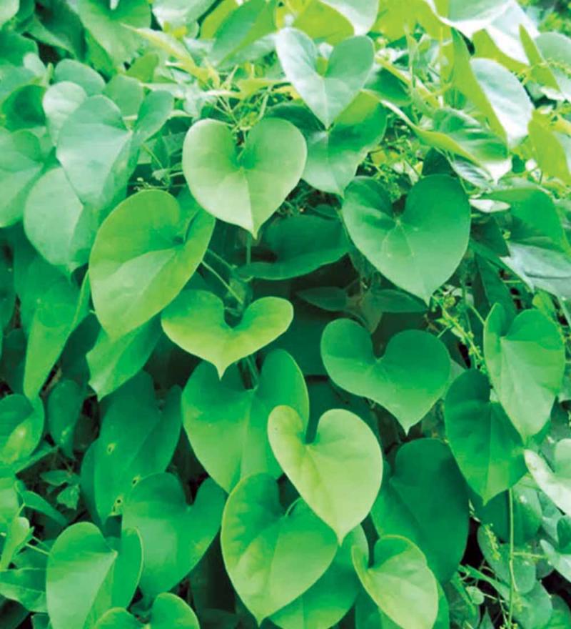 Products - Organic - Biofern Life Sciences Pvt. Ltd.